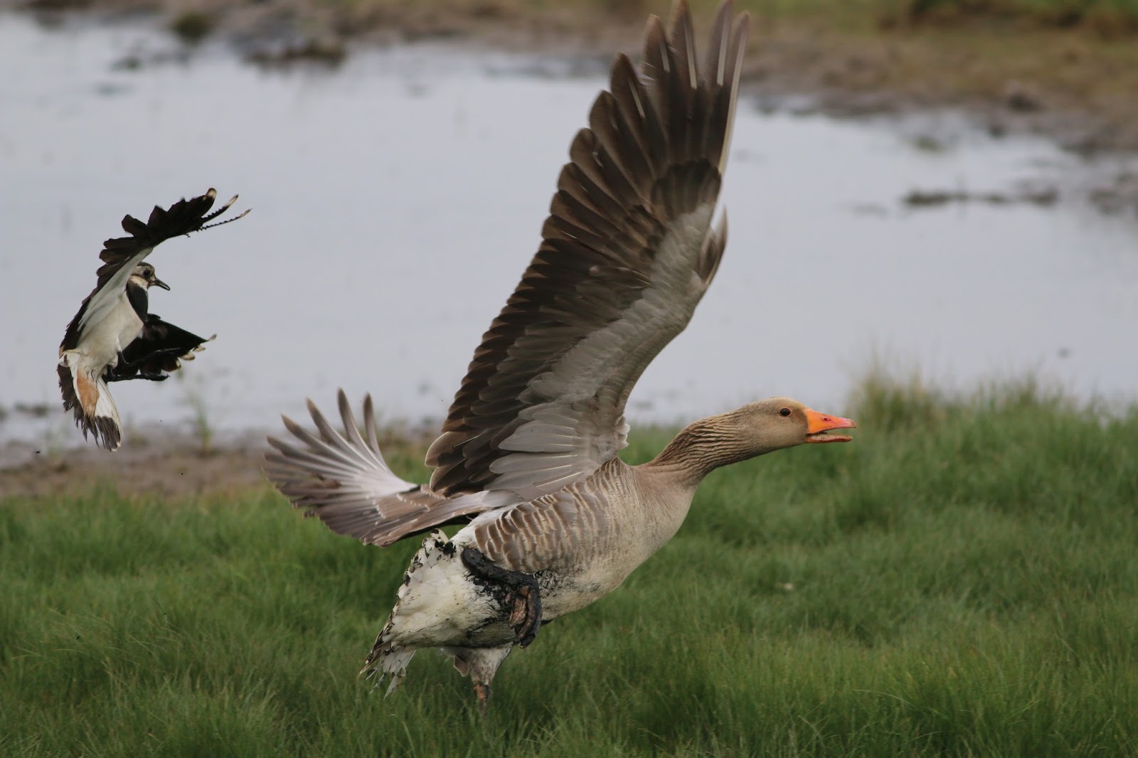 Determined Lapwing & A Wild Goose Chase!