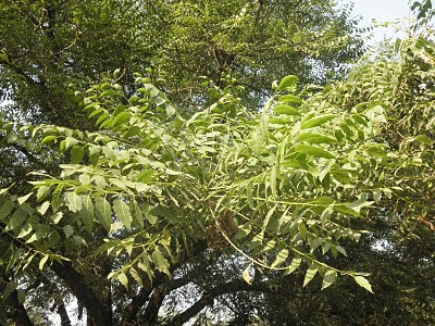 Tree of Heaven - Ailanthus excelsa