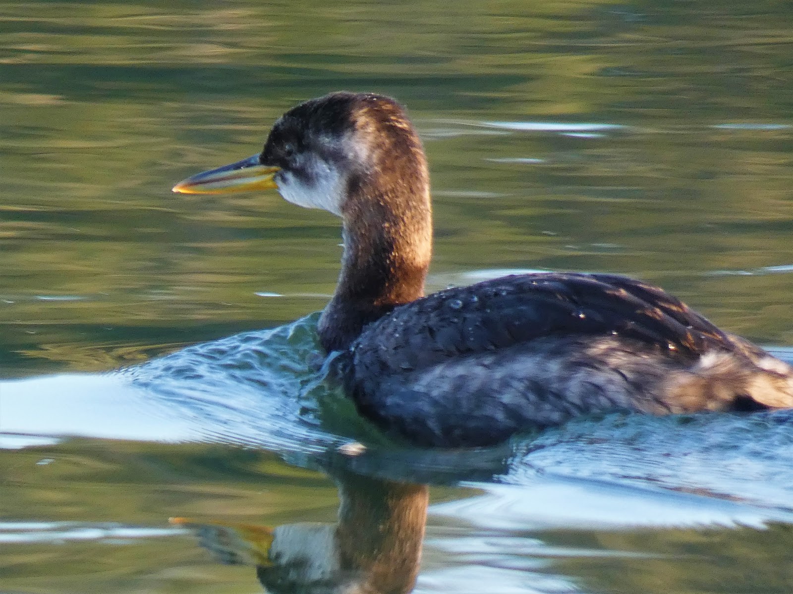 Geotripper's California Birds: Red-Necked Grebe in the Siuslaw River ...