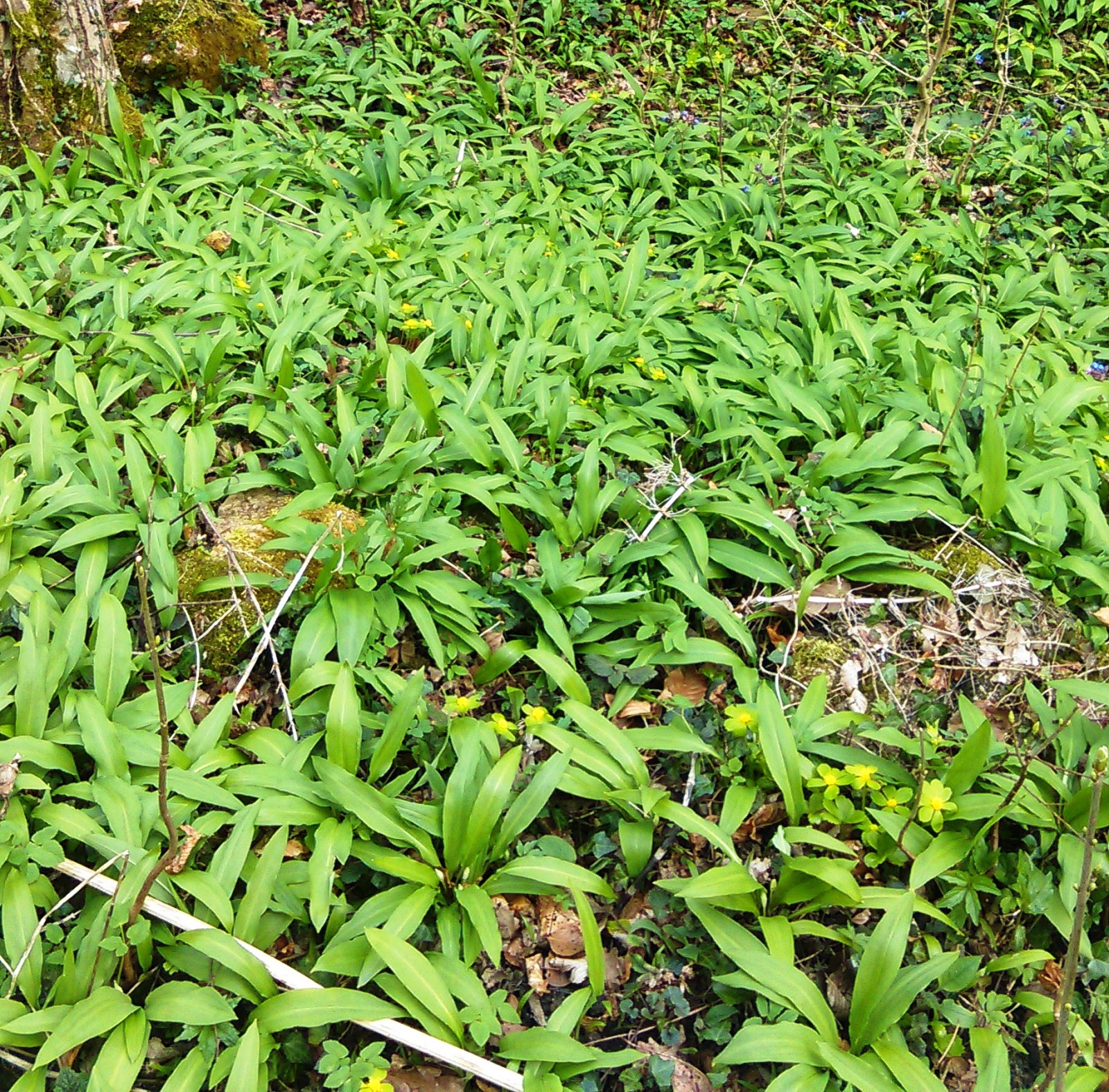 Naturalicious : Wild garlic (čemaž)