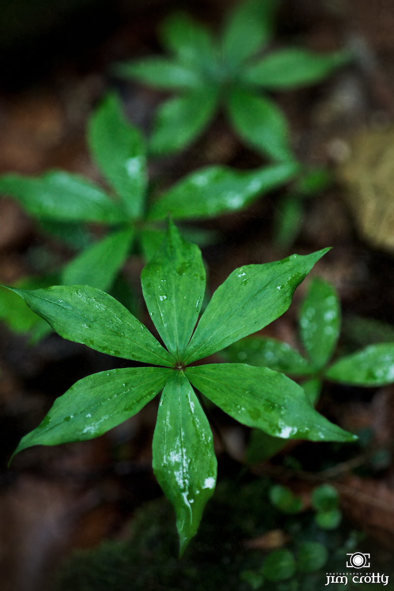 Pixels and Pics: Spring Nature Photography is Best in the Rain