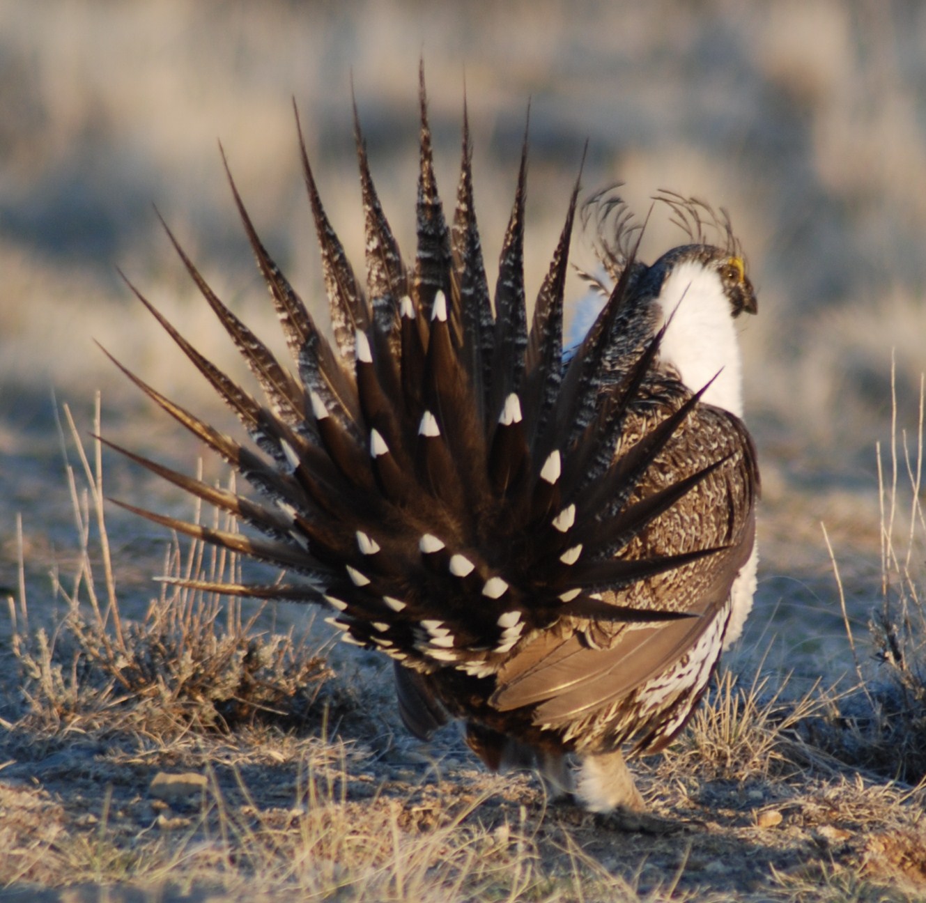 Grouse | The Life of Animals