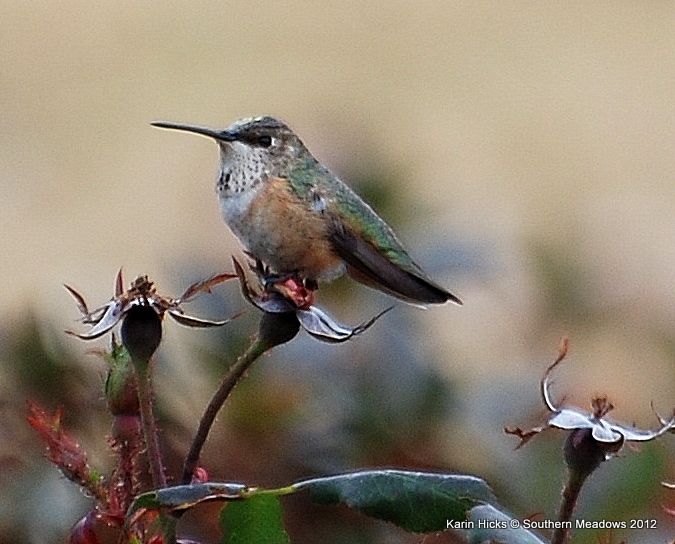 Winter Hummingbirds