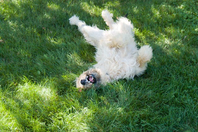 The Hounds Of Heaven: Erlina and Oisin - Stoop Tag