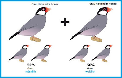 Genetik der Reisfinken