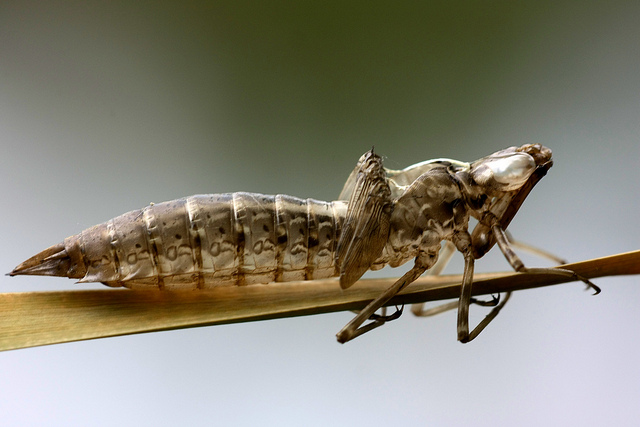 Dragonfly Delight: A Life Cycle in Superb Macrophotography | The Ark In ...