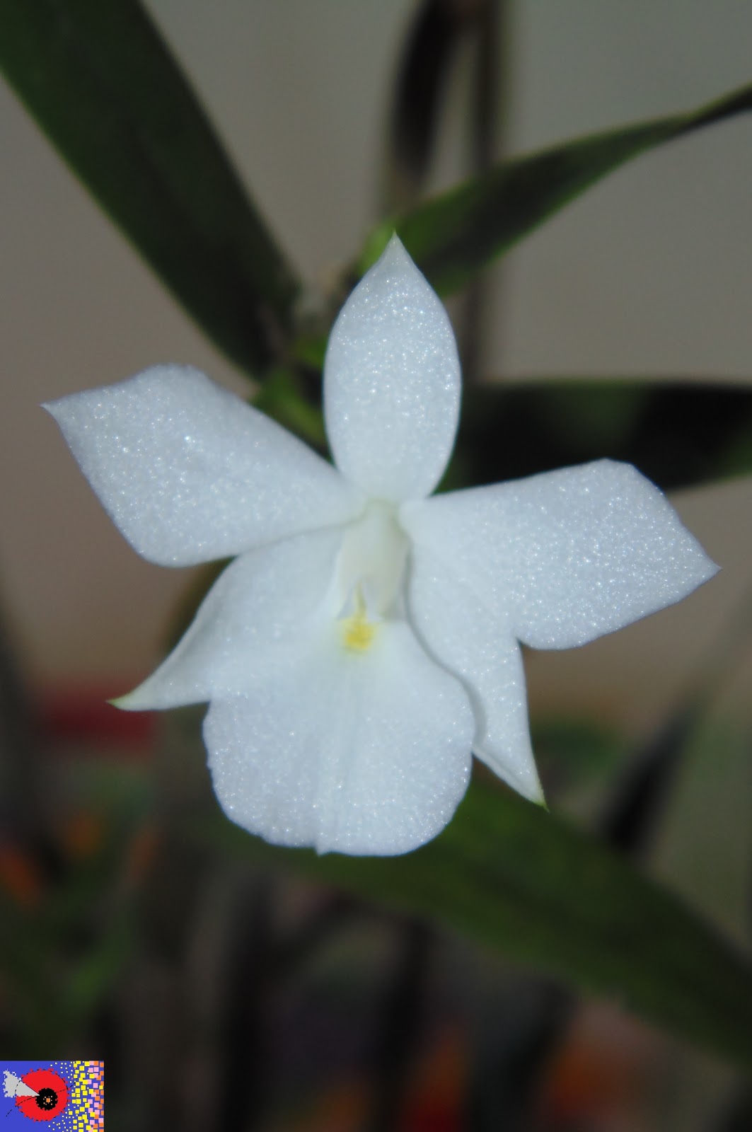 ORQUÍDEAS * BROMÉLIAS: 337 - Orquídea: Dimerandra emarginata var. alba