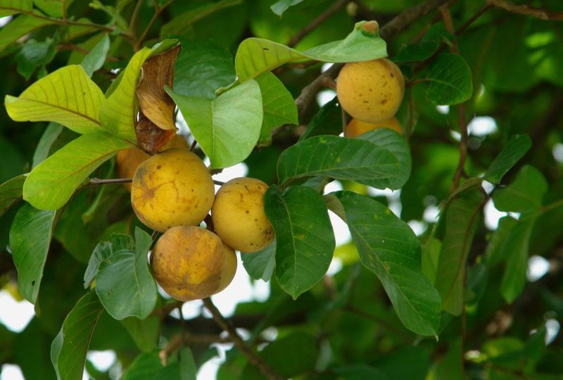 Tips Menanam Pohon Buah Kecapi di Rumah, Mudah dan Cepat Berbuah!