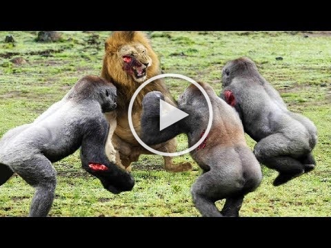 VIDEO LIVE: Watch Best Animals 2017 - Craziest Wild Animals Fights ...
