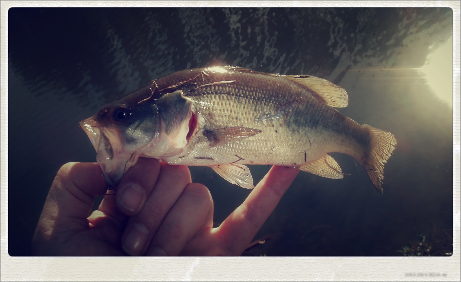 Pêche, nature & récriminations: Padawâneries à tous les étages