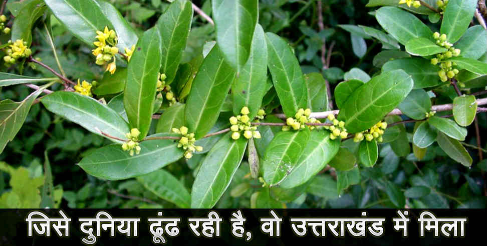 अनंतमूल Anantmul {"Hemidesmus Indicus"}