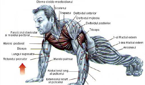 BodySculpture: Flotarile , un exercitiu spre un corp frumos