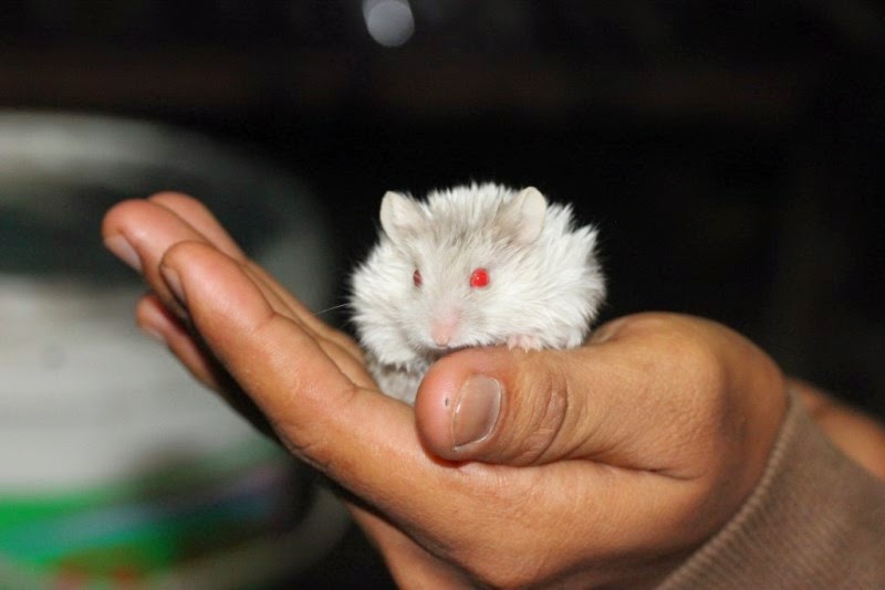 Jual Hamster Murah dan Berkualitas Tinggi | Hewan Indonesia dan Jual Beli