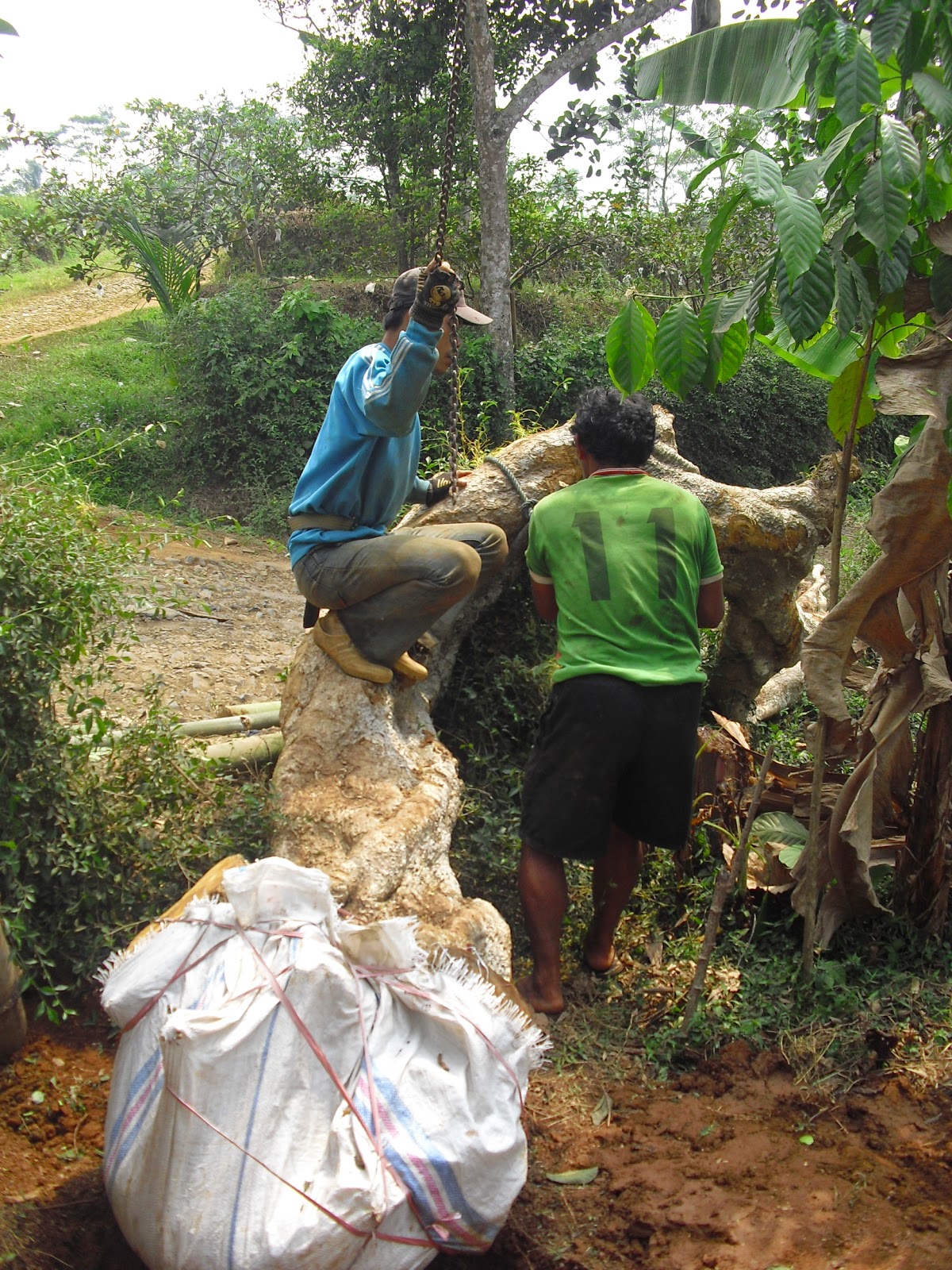 Jual Pohon Kamboja Fosil Murah | Tanaman Bunga | Kamboja Fosil ... Jual Pohon Kamboja Fosil Murah | Tanaman Bunga | Kamboja Fosil ...
