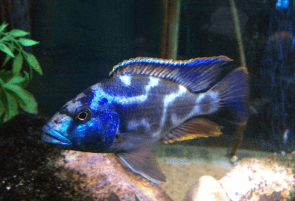 Ikan Lemon - 7 Jenis Ikan Lemon Beserta Harga dan Cara Merawatnya ...