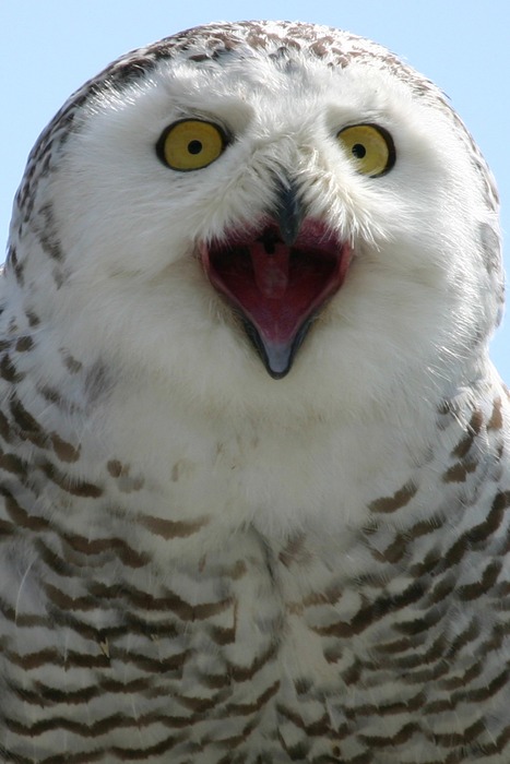 funny absurd: funny shocking animal