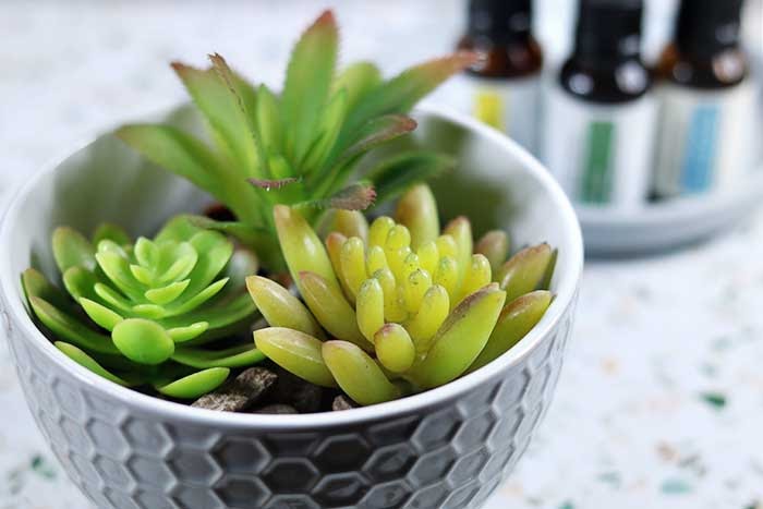 Succulent DIY Essential Oil Diffuser (Dollar Tree Craft) - Everything ...