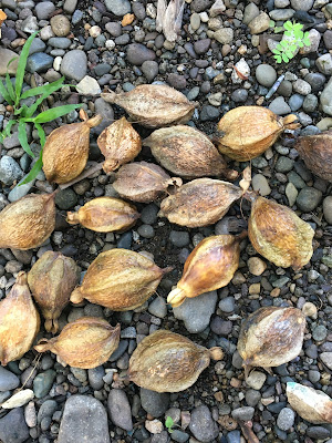 Marinduque Rising: Bitoon (Barringtonia Asiatica) ang pangalang umaayon ...