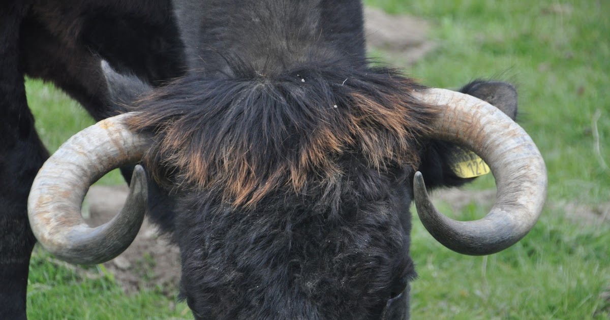 The Breeding-back Blog: Challenges for "breeding-back"