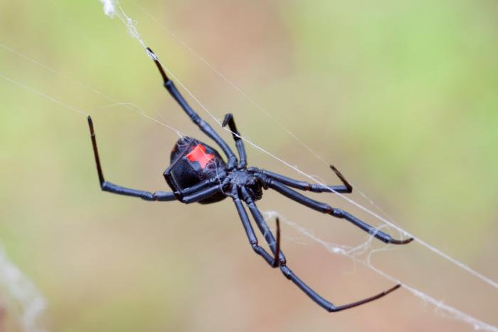 Livecares: Black Widow Spider Bite : Symptoms and Treatment