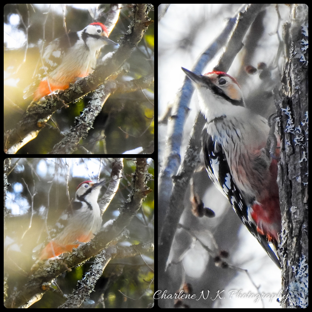 In Quest of a Scarce Bird |Blissful Solitary Wanderings