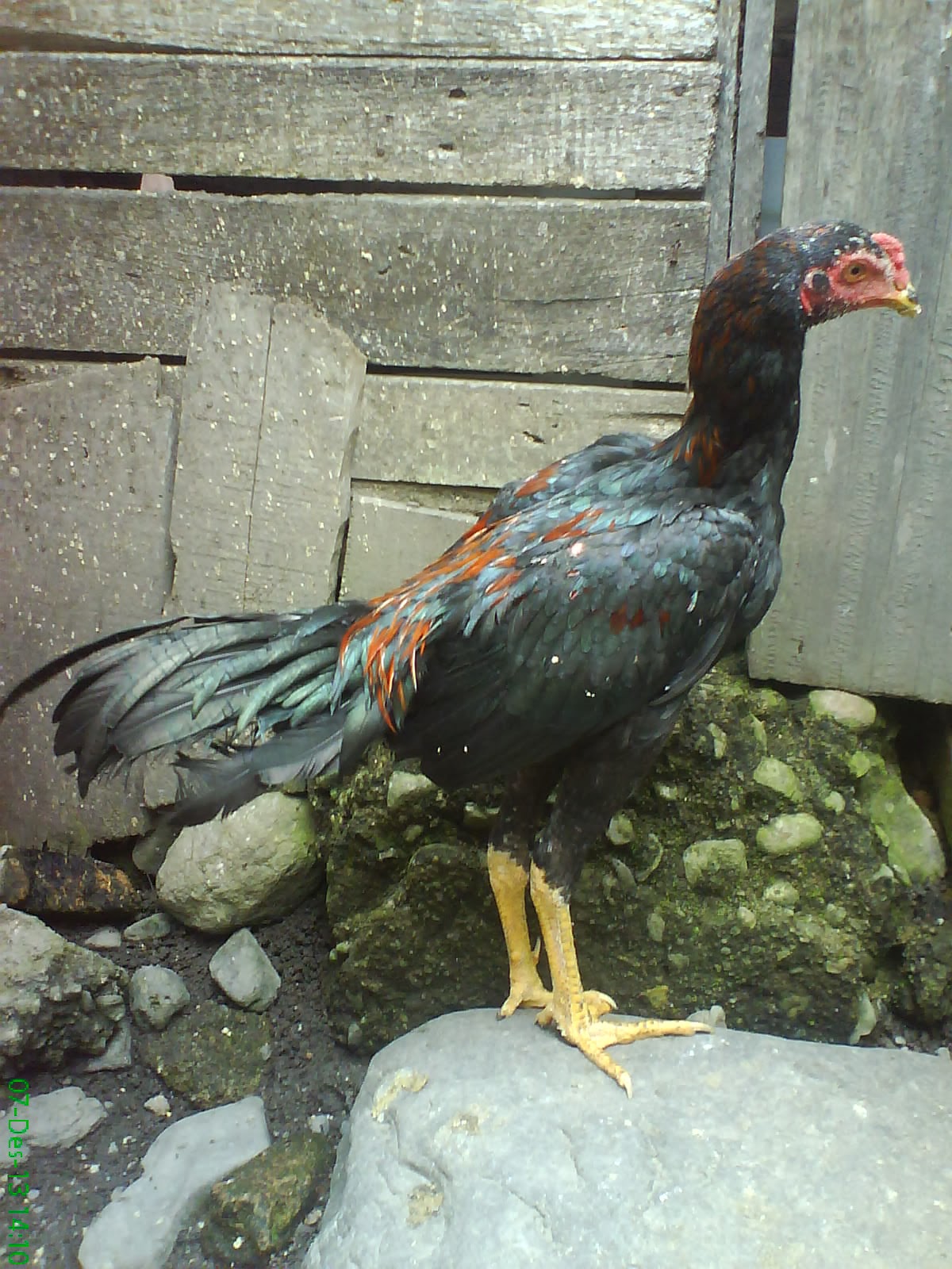 AYAM BANGKOK TARUNG PERJUANGAN FARM: Ayam Bangkok Umur 4 Bulan