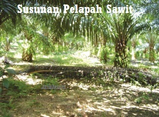 Anim Agro Technology: APB TANAMAN SAWIT TANAH BUKIT