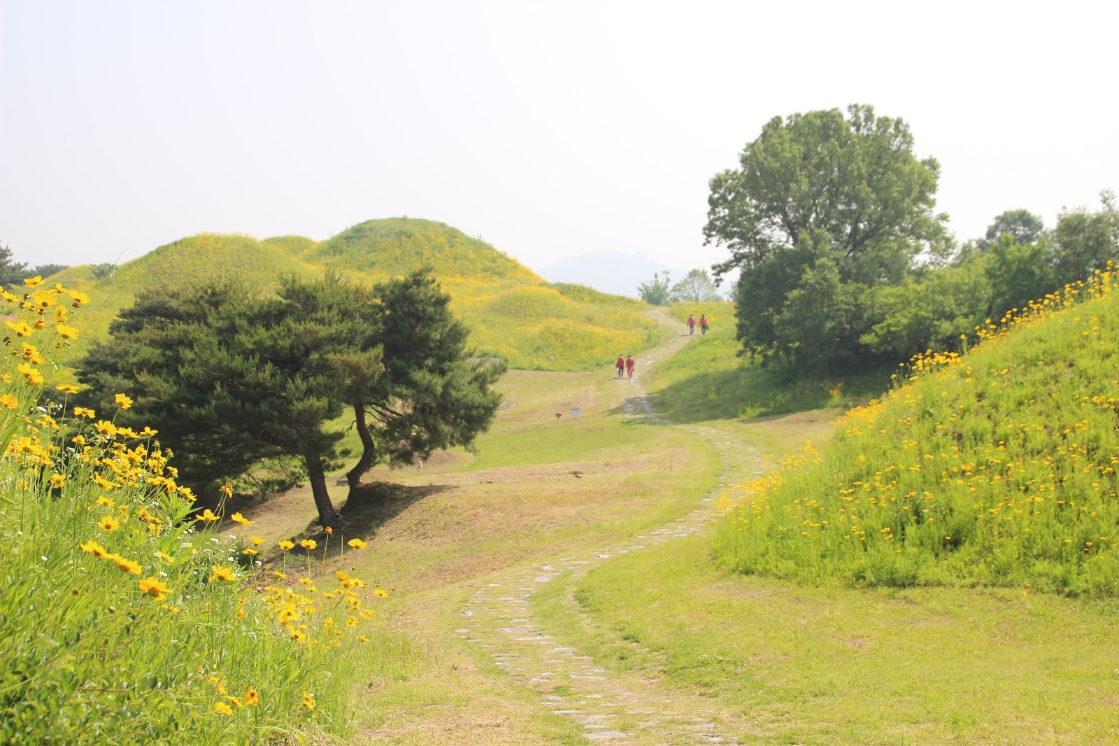 Spring In Korea - Yellow Coreopsis Flowers In Bullo-dong Ancient Tomb ...