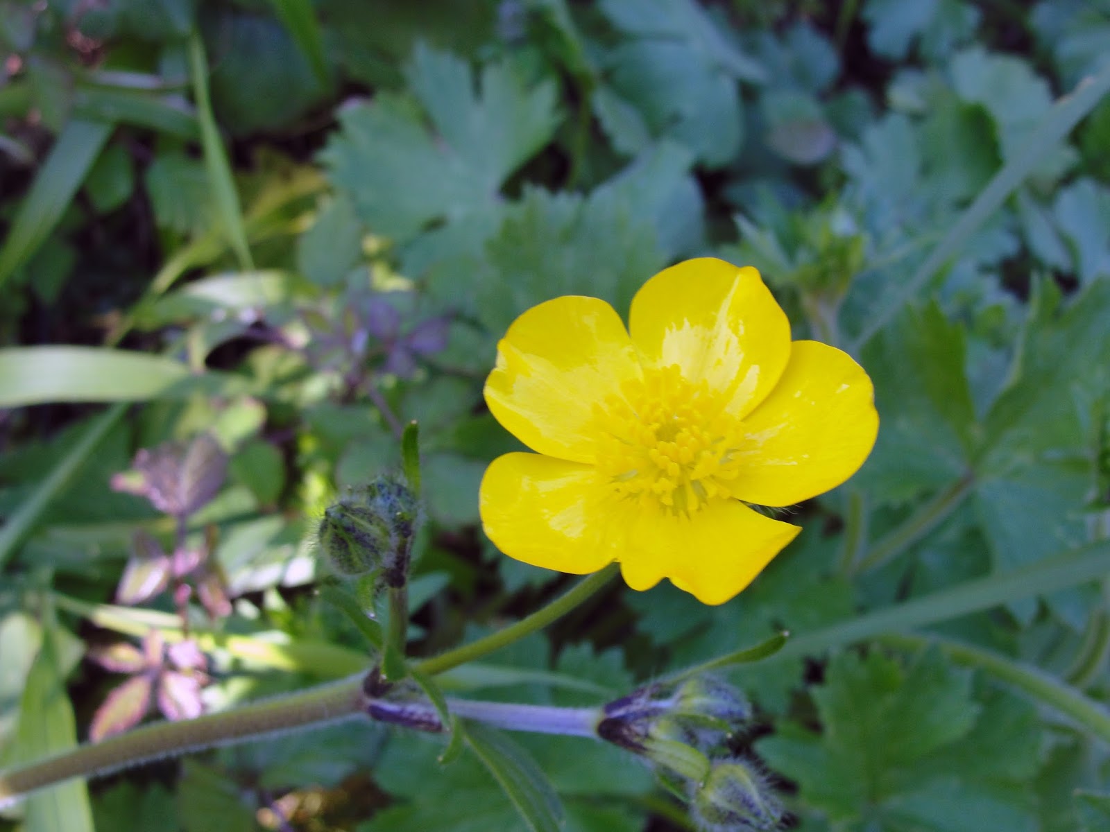 imatges de menorca: PLANTES DE MENORCA: RANUNCULUS MACROPHYLLUS ...
