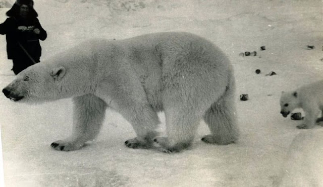 Incredible Vintage Photos Showing Russians Feeding Polar Bears From ...