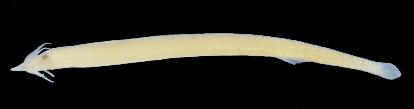 Artes de Pesca: VAMOS A PESCAR PEZ GATO Ultima Parte