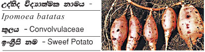 AGRICULTURE: Local potato varieties --- SRI LANKA