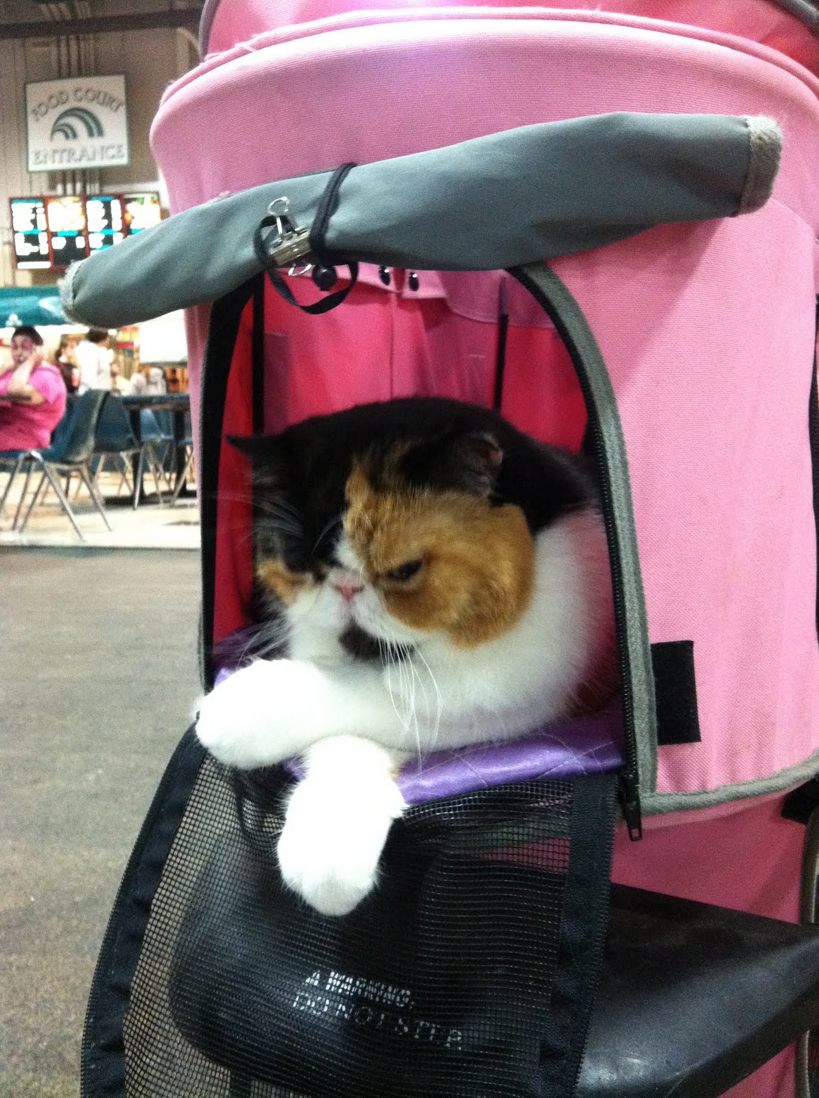 Catsparella: A Day at the Garden State Cat Club 2011 Cat Show & Expo