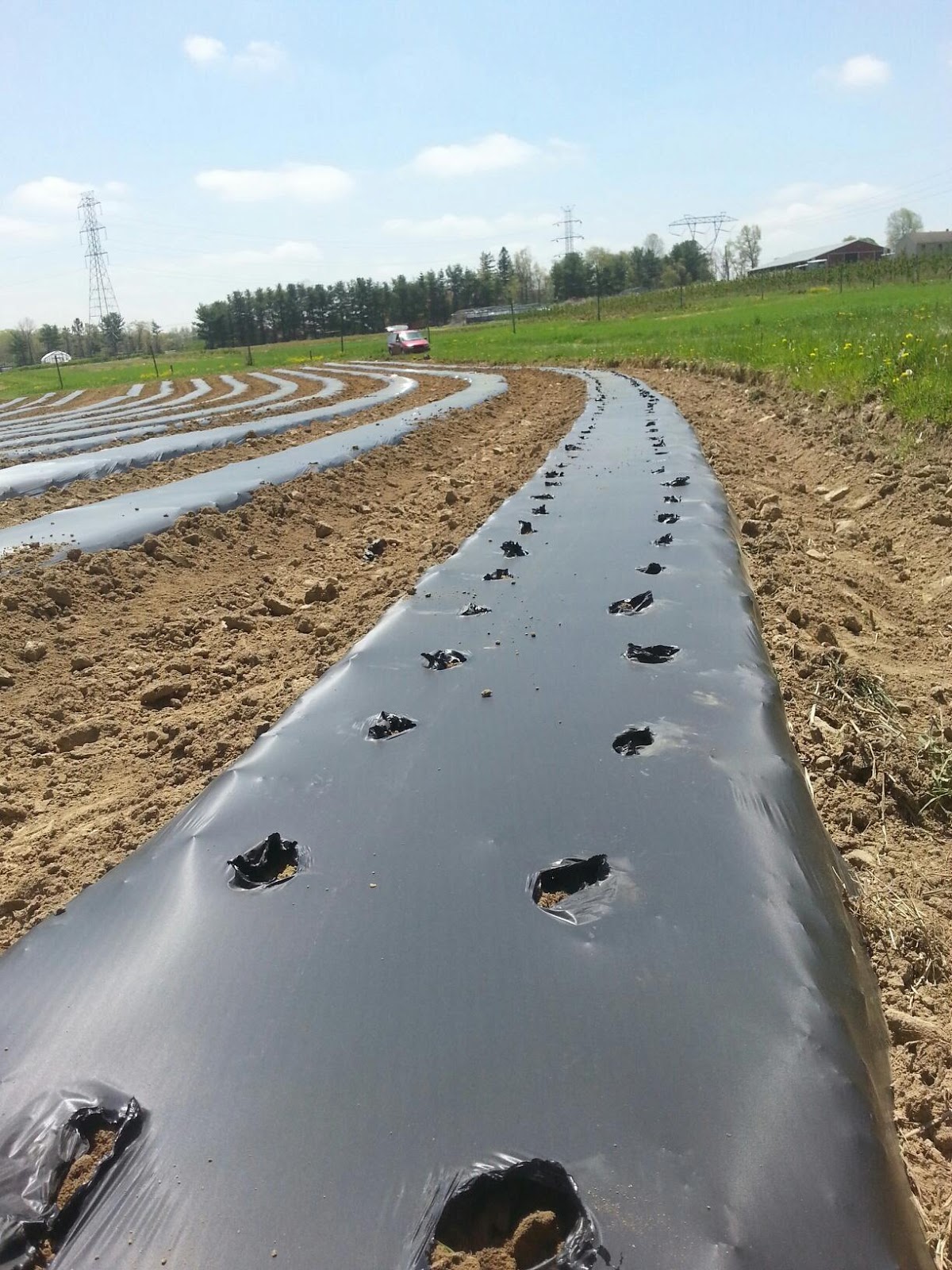 Stony Hill Farms CSA: Direct Seeding