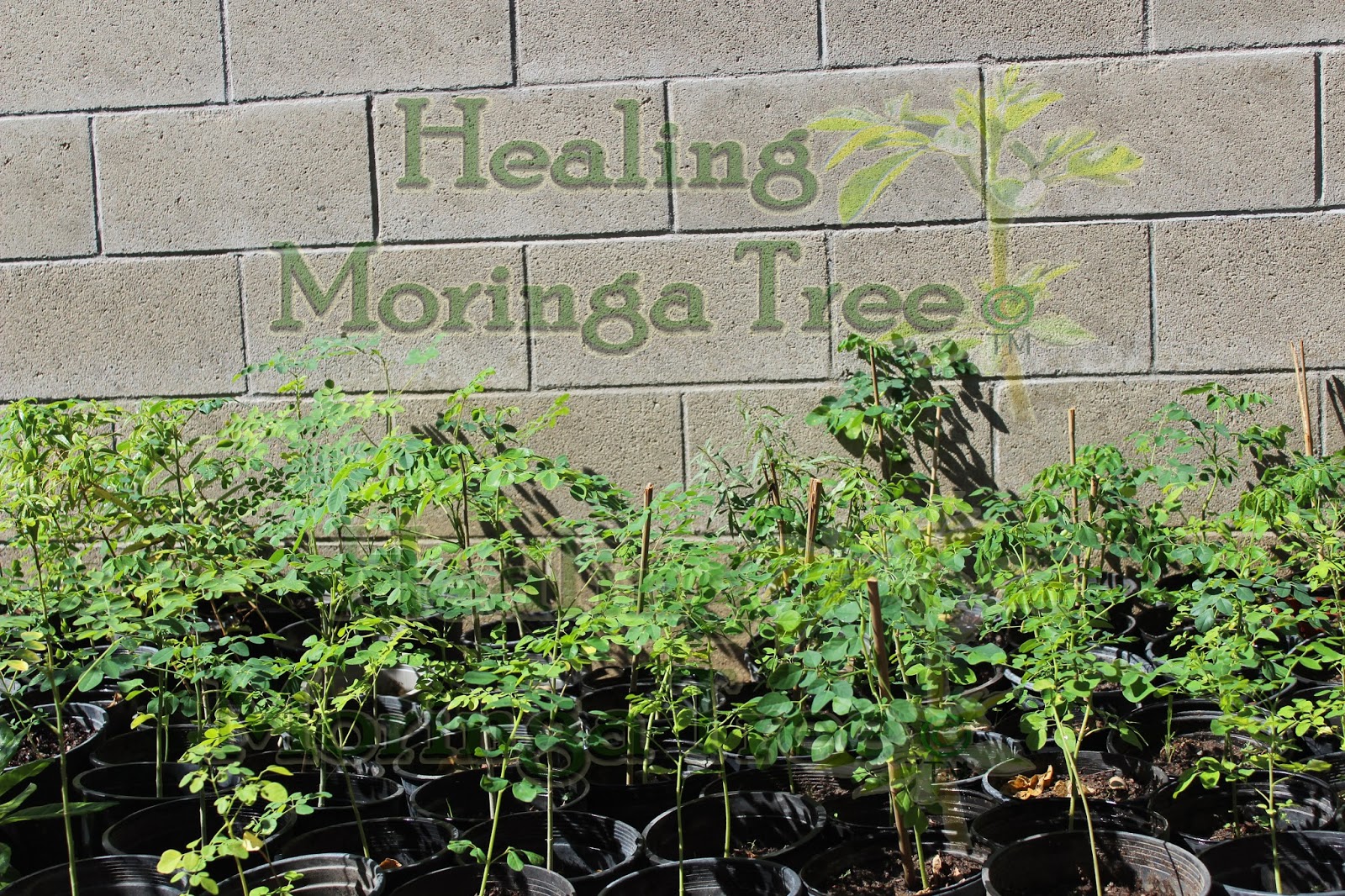 Organic Moringa Trees, Tree of LIFE, Inland empire CA