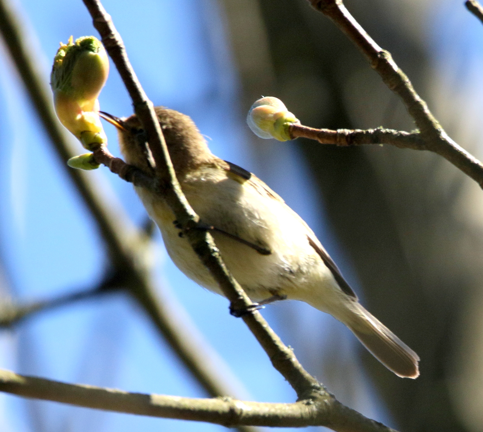 WEST YORKSHIRE BIRDING: Oats Royd
