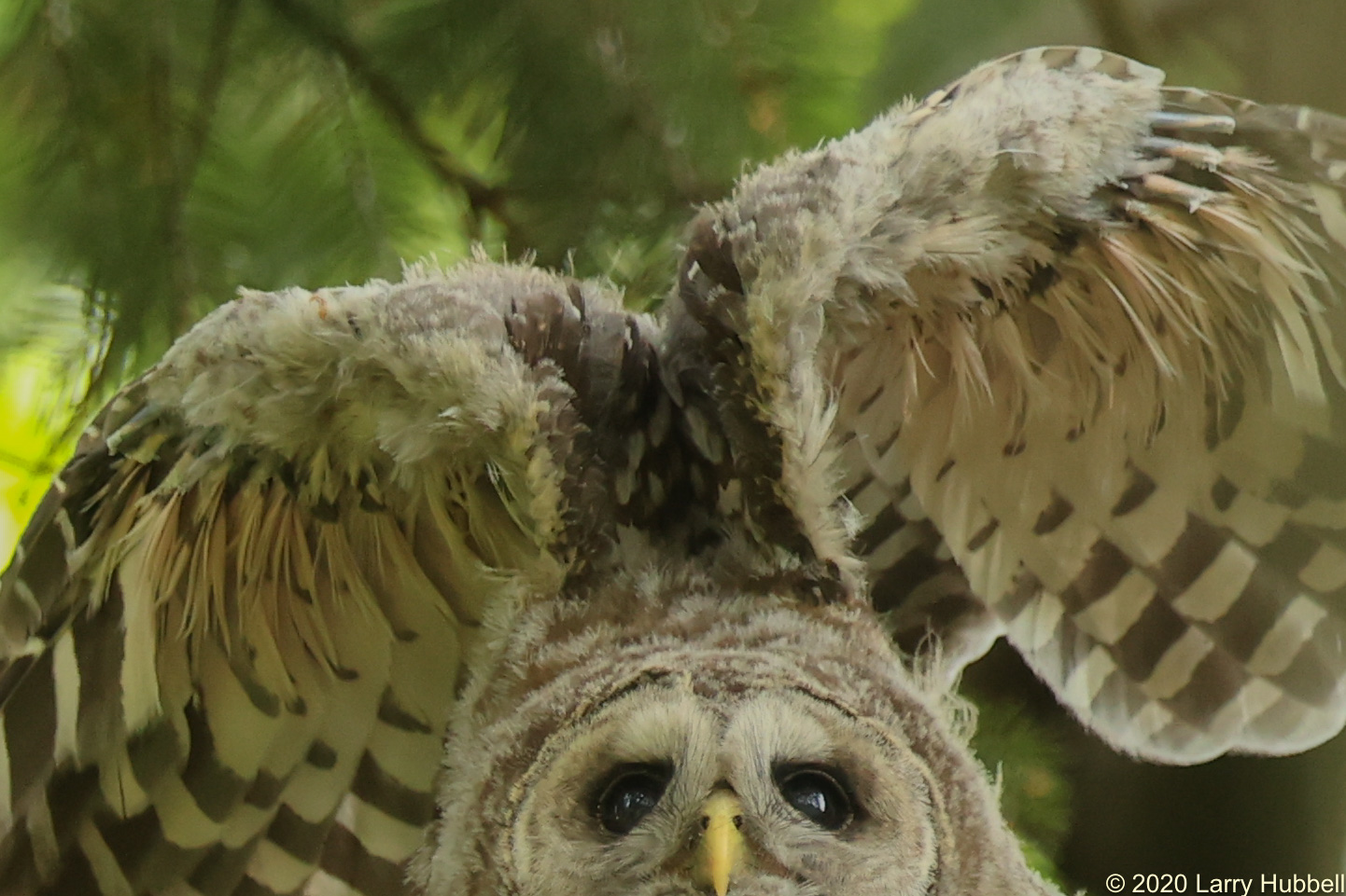 Laurelhurst Blog: All About Owlets
