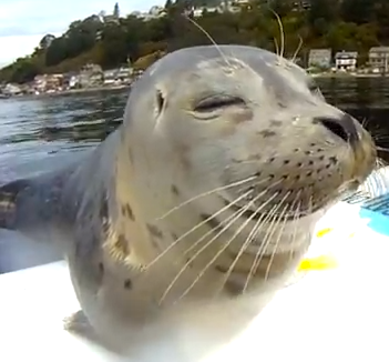 White Wolf : Seal Pups On Surfboard: GoPro Camera Catches Marine Life ...