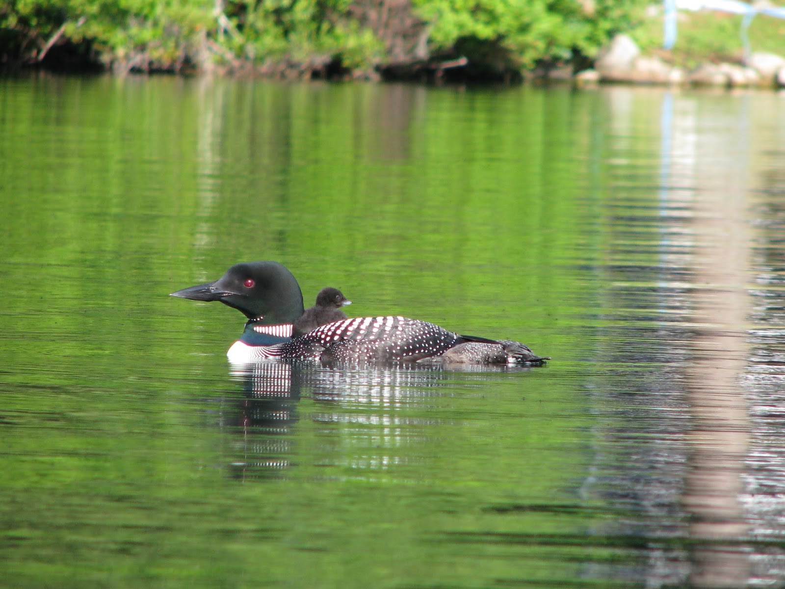 Squam Lakes Natural Science Center Blog: Loons on Squam