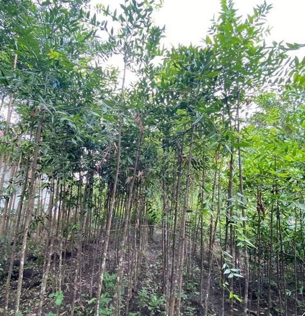 Kisaran Harga Getah Pohon Damar - Informasi Terbaru