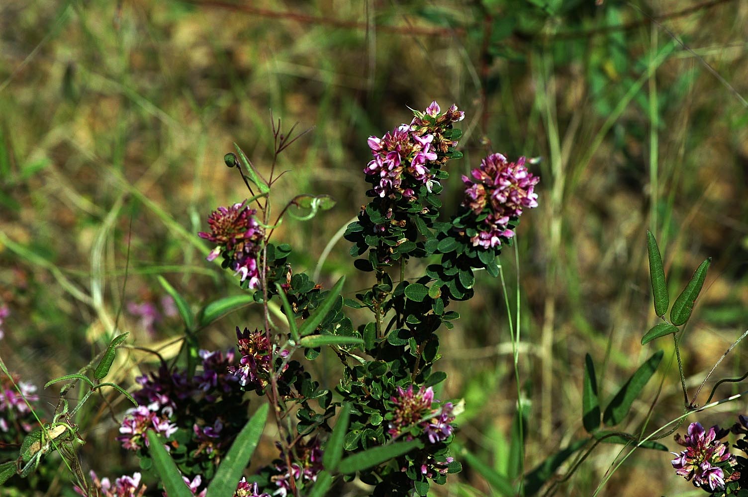 Lespedeza Varieties