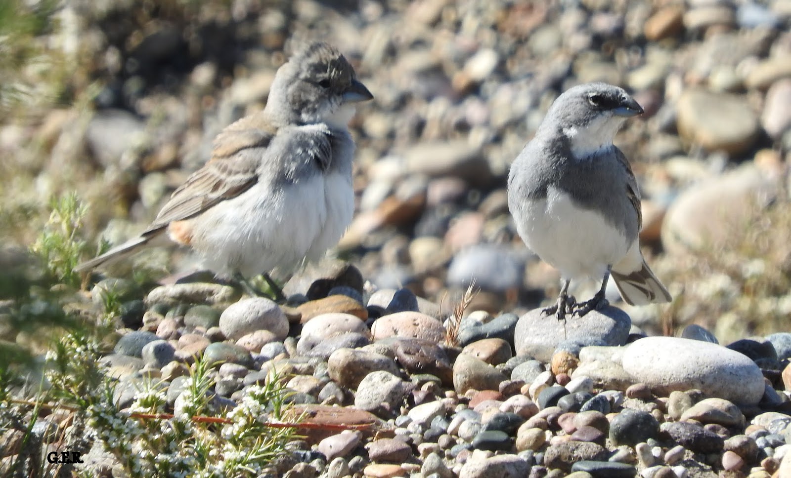 Aves del Golfo San Jorge: Diuca común (Diuca diuca)