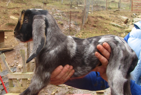 BooneDocksWilcox: disbudded 9 Nubians