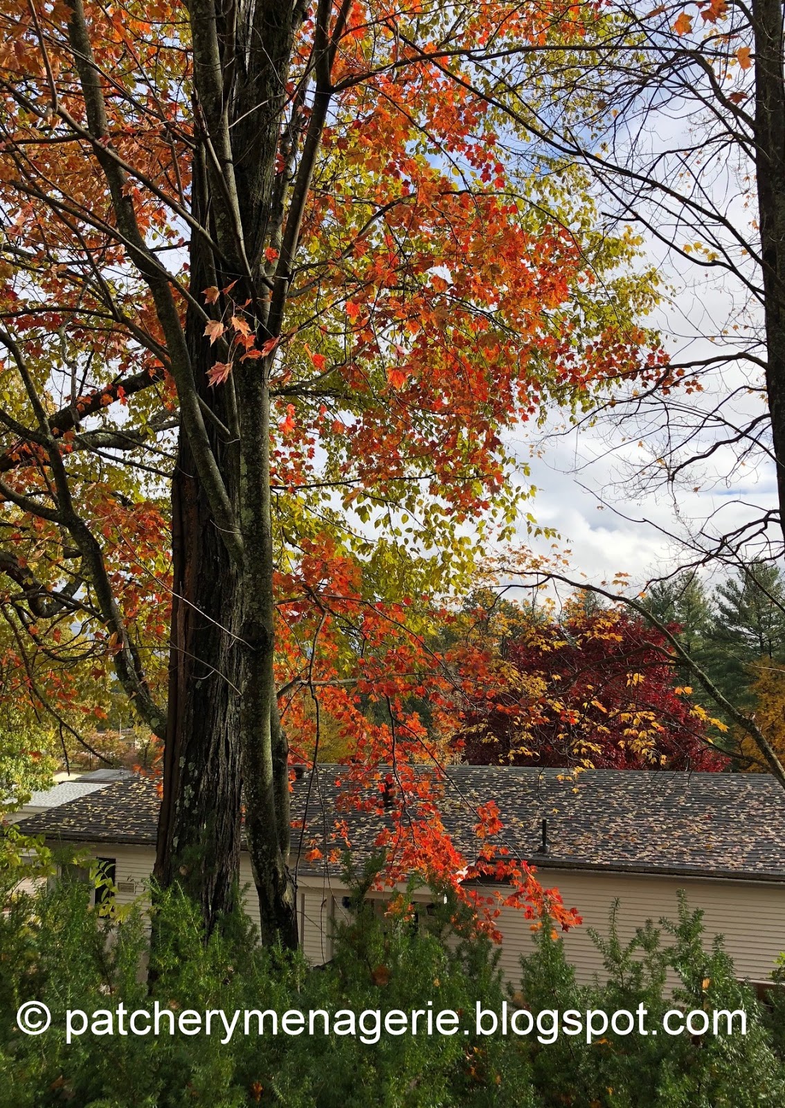 The Patchery Menagerie: I Am A Bowl Freak, Part 2