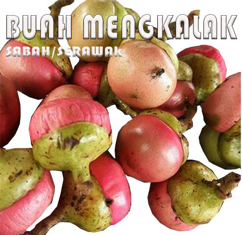 LORAS..Active To Survived: 59 Jenis Buah Hutan Yang Selamat Dimakan ...