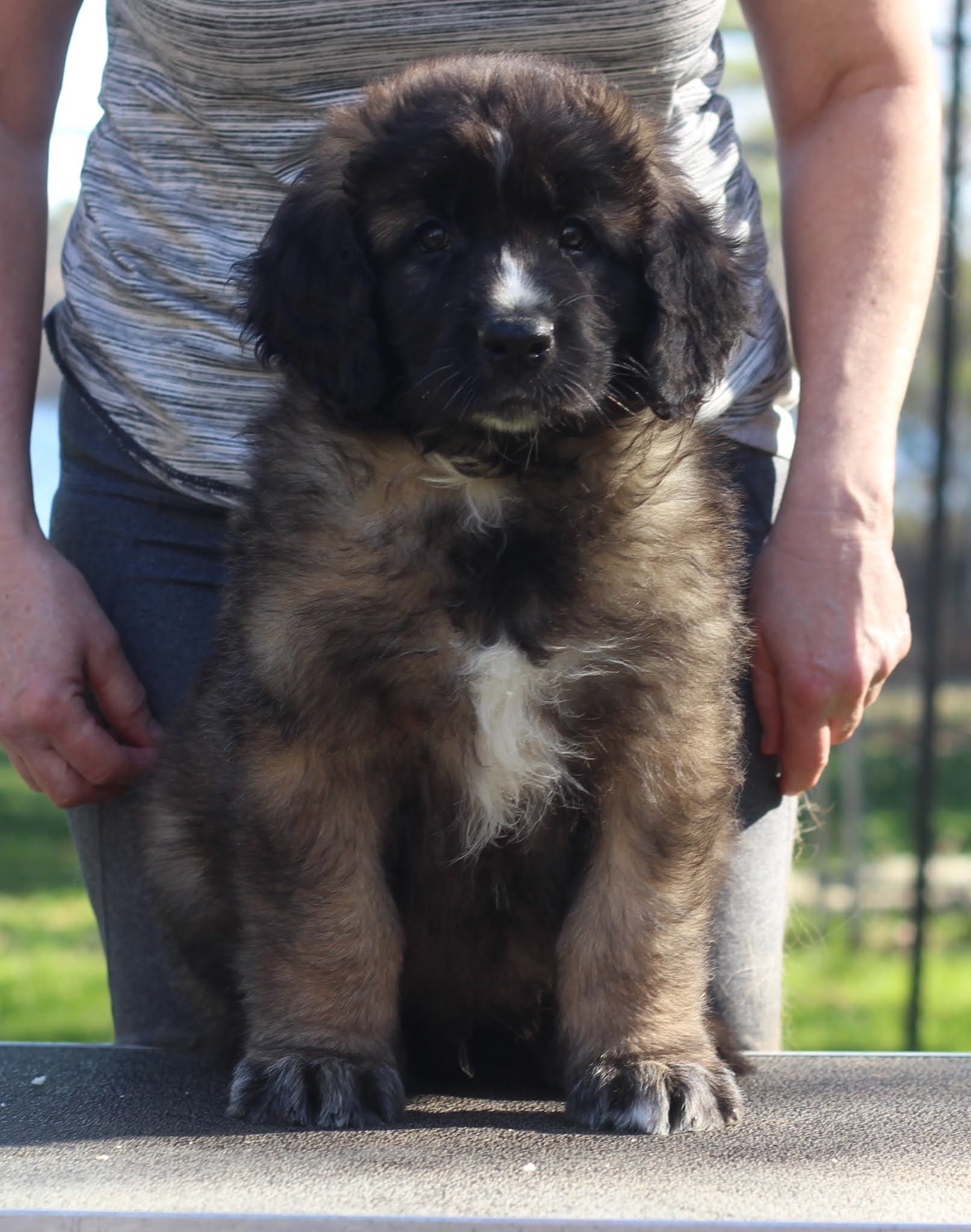 Wanderweg Leonbergers