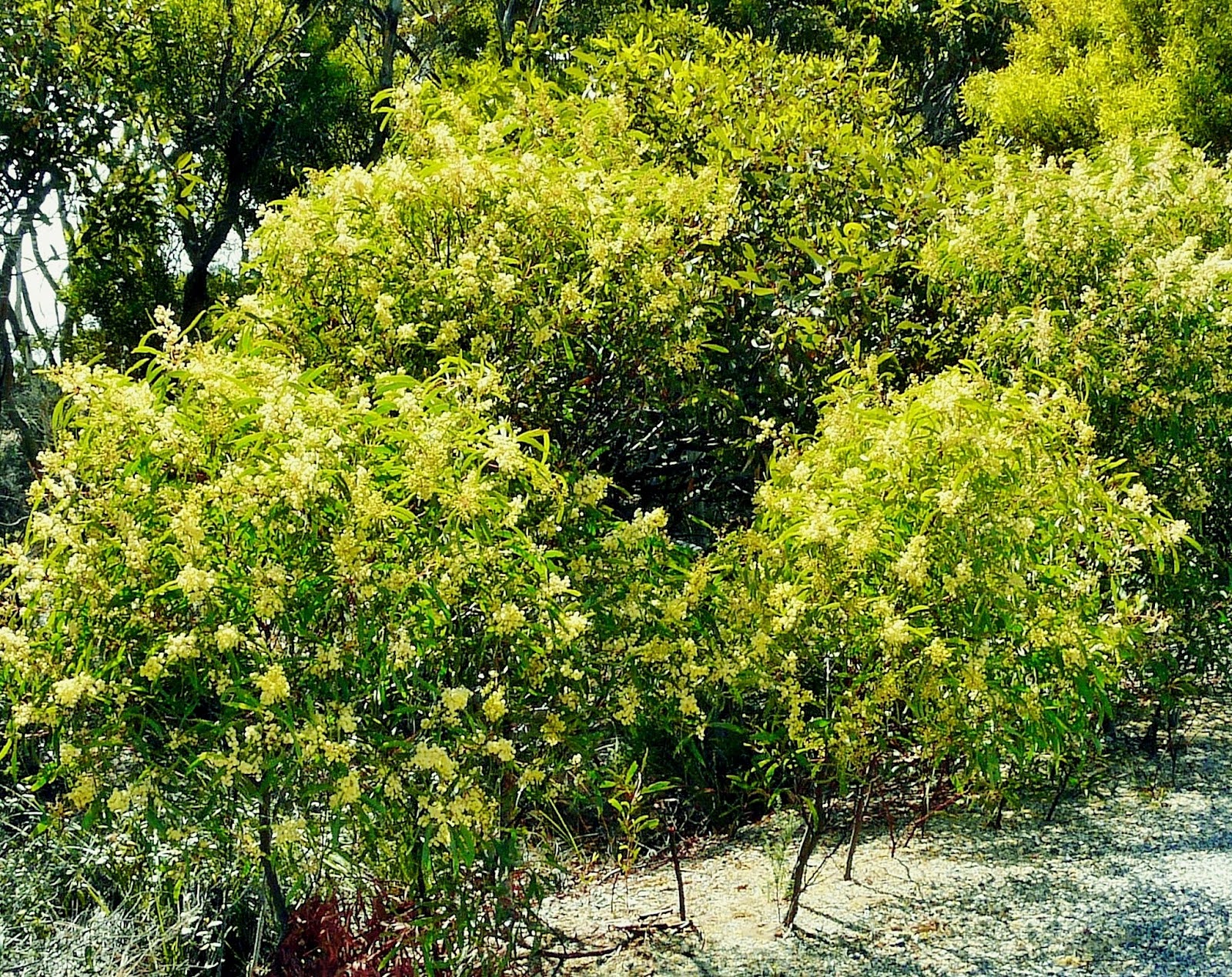 Nature of Lincoln Cove: wattles