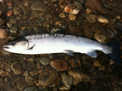 Speycasting: The Salmon Kelt