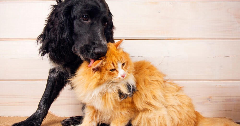 ANIMALS TIME : Cats and Dogs time (hora de Gatos y perros) Gallery 15