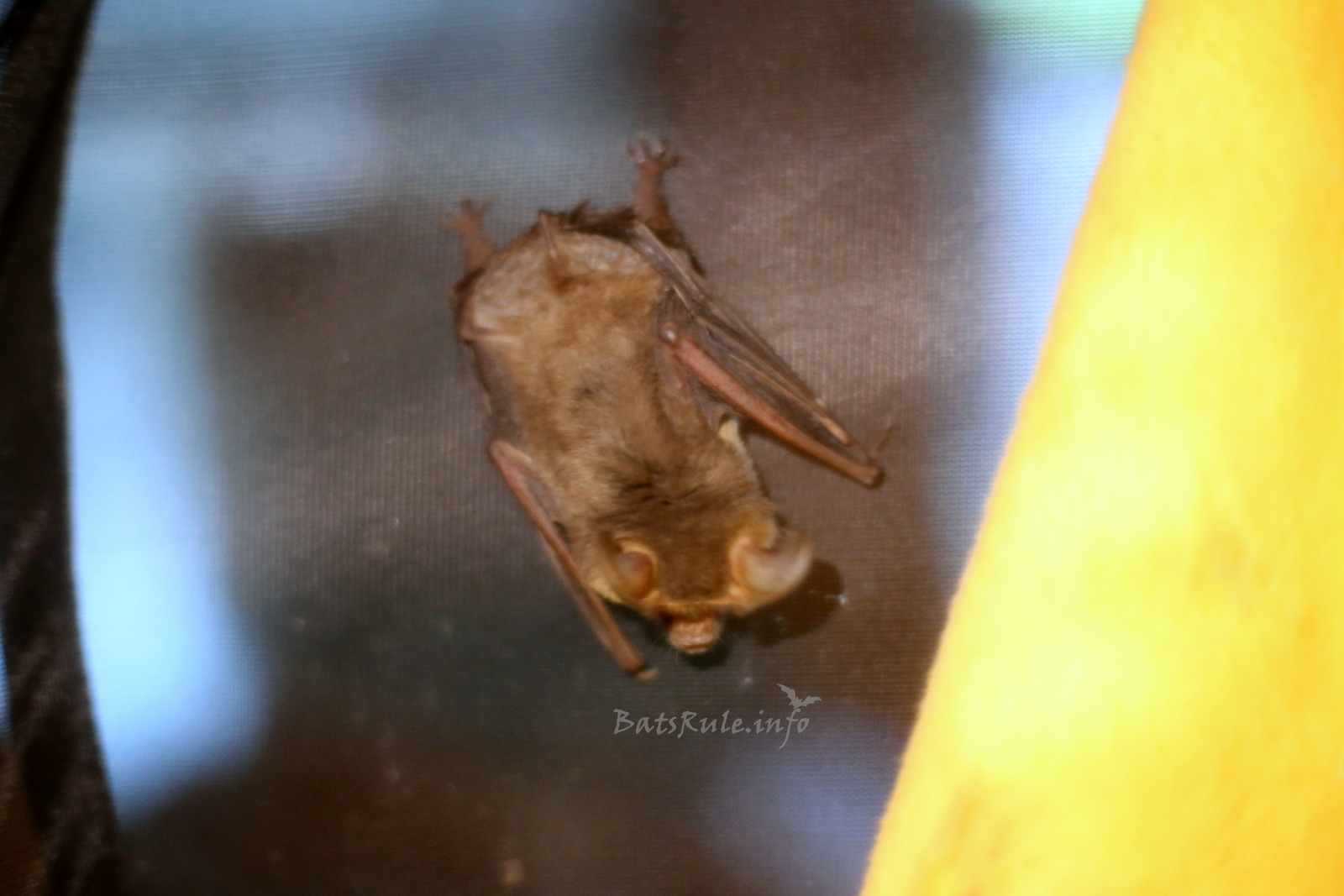 Rehab | Microbat in care